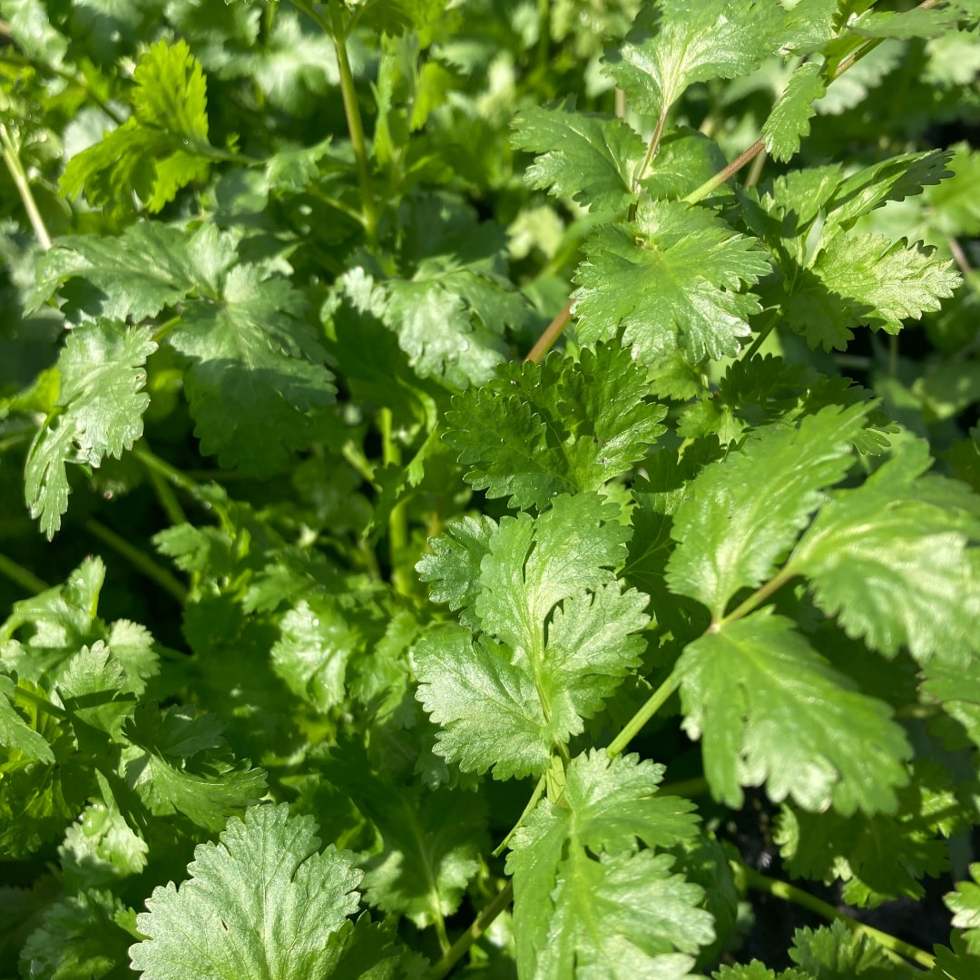 Farm Chili topped with fresh Cilantro – Goodson's Gardens LLC
